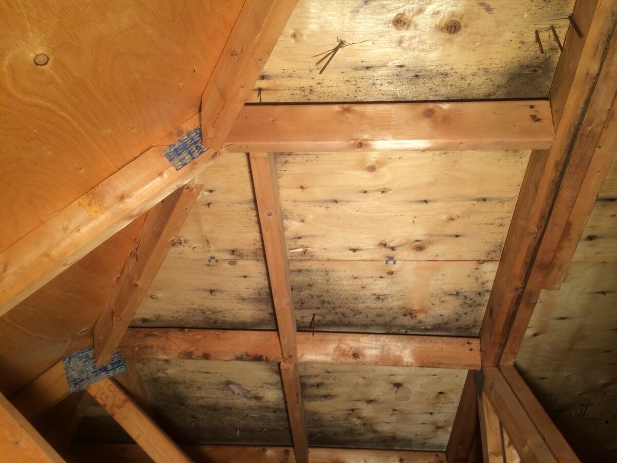 Décontamination de moisissures à l'entretoit, isolation de toit ...